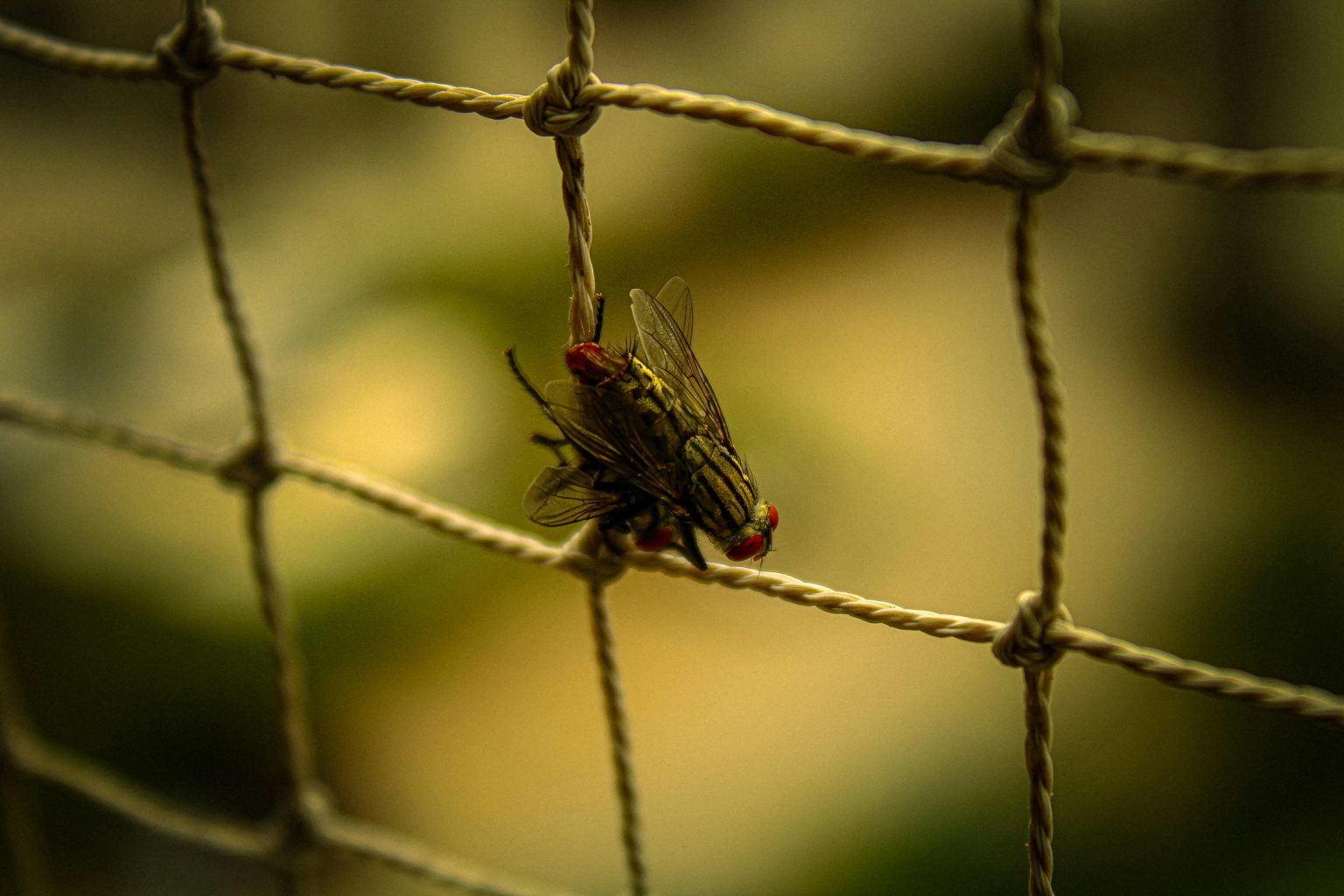 Lots of Flies in House Suddenly: Causes & How to Get Rid of House Flies